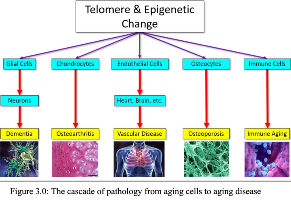 3.0 Aging Disease – DR. MICHAEL FOSSEL
