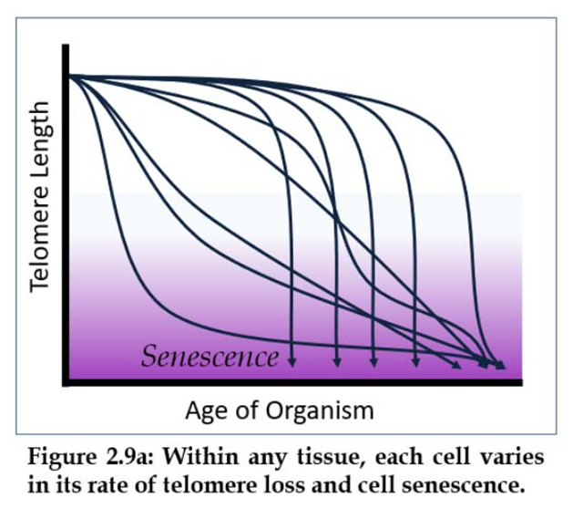 Aging and Disease: 2.9 Cell Senescence And Tissue Aging – DR. MICHAEL ...