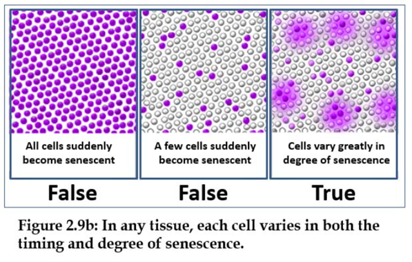 Aging and Disease: 2.9 Cell Senescence And Tissue Aging – DR. MICHAEL ...