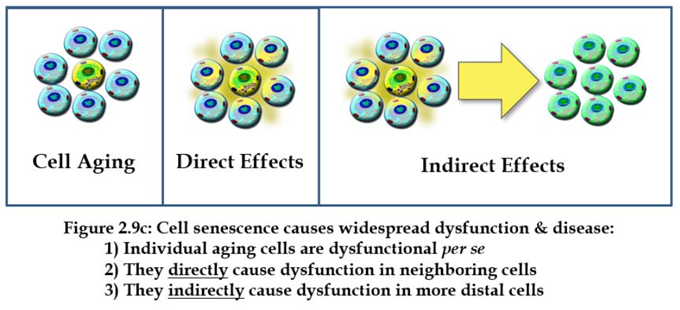 Aging and Disease: 2.9 Cell Senescence And Tissue Aging – DR. MICHAEL ...