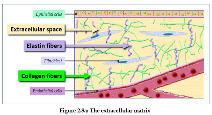Aging and Disease: 2.8 Cell Senescence, Changes In Molecular Turnover ...