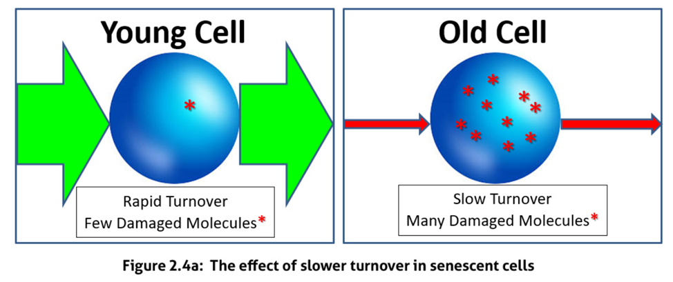 Aging and Disease: 2.4 Cell Sensecence, Changes In Molecular Turnover ...